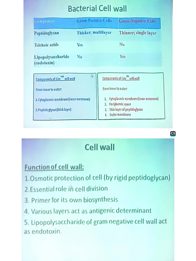 Micro-Bacterial Cell Structure II | PDF