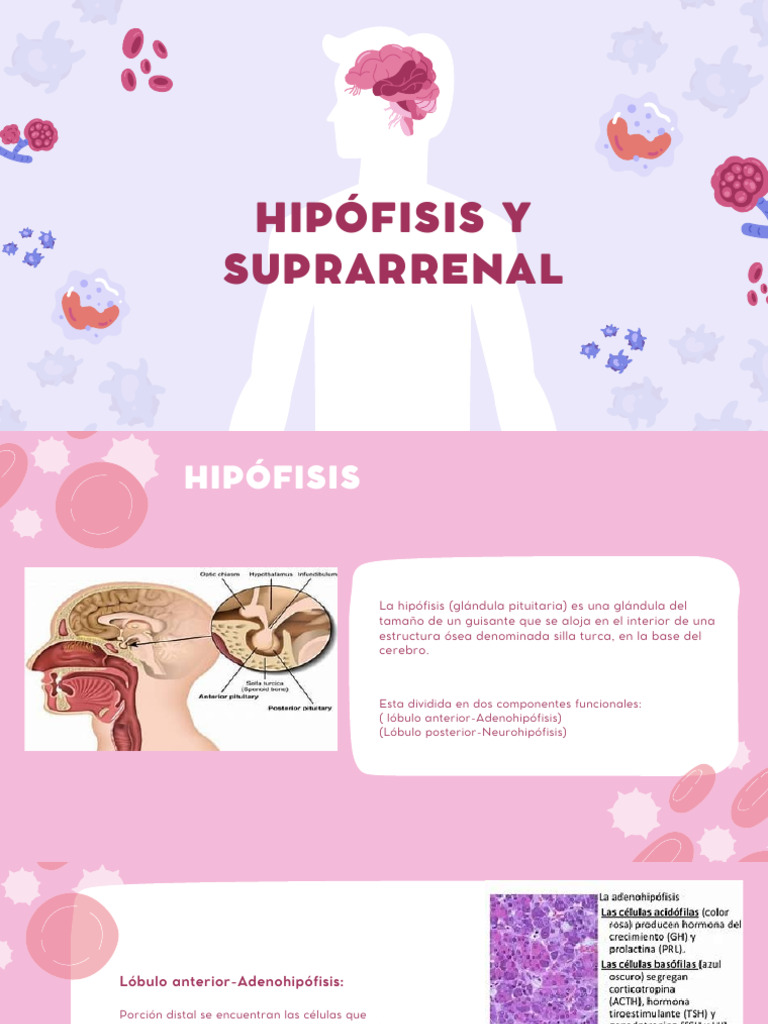 Funciones de la Hipófisis y Suprarrenales | PDF | Glándula pituitaria ...