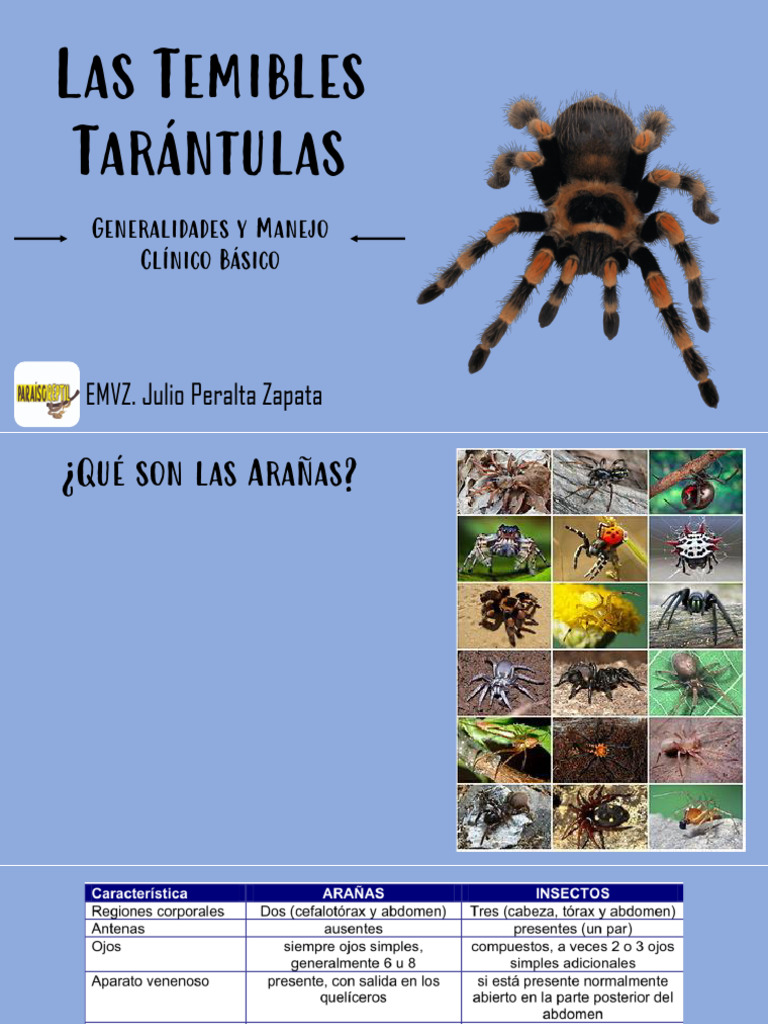 Manejo Clínico de Tarántulas | PDF | Araña | Zoología