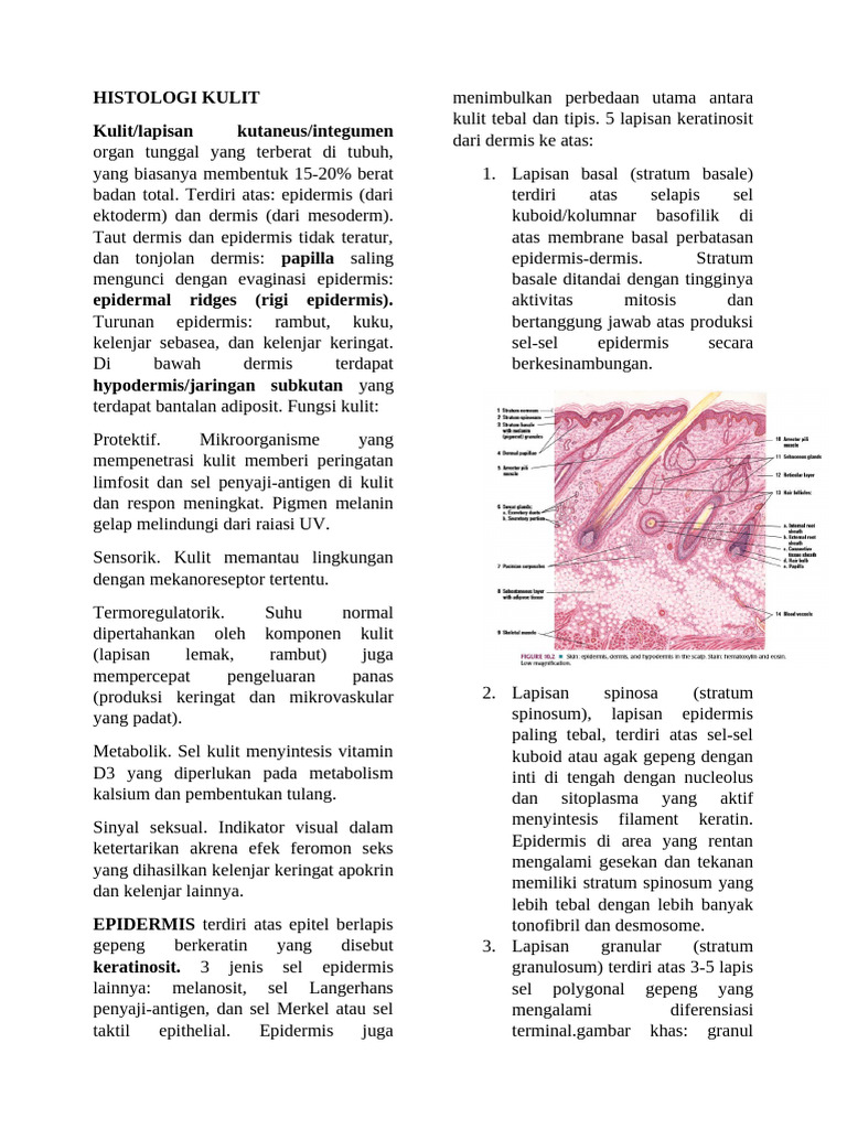 Histologi Kelenjar Sebasea Kulit | PDF