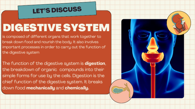 The Digestive System Science Educational Presentation in Dark Orange ...