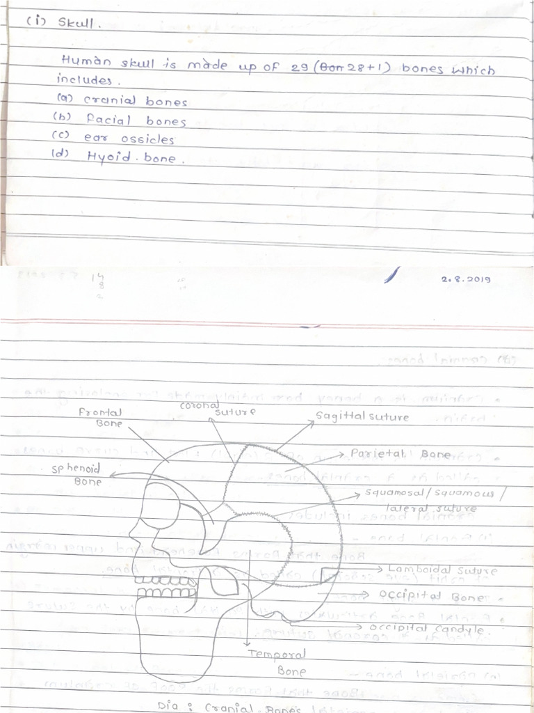 Racial Bones Notes | PDF