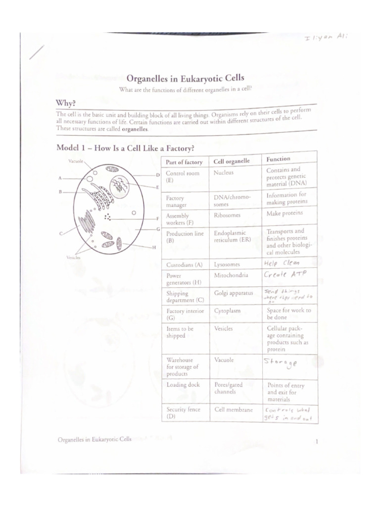 Pogil - Organelles | PDF