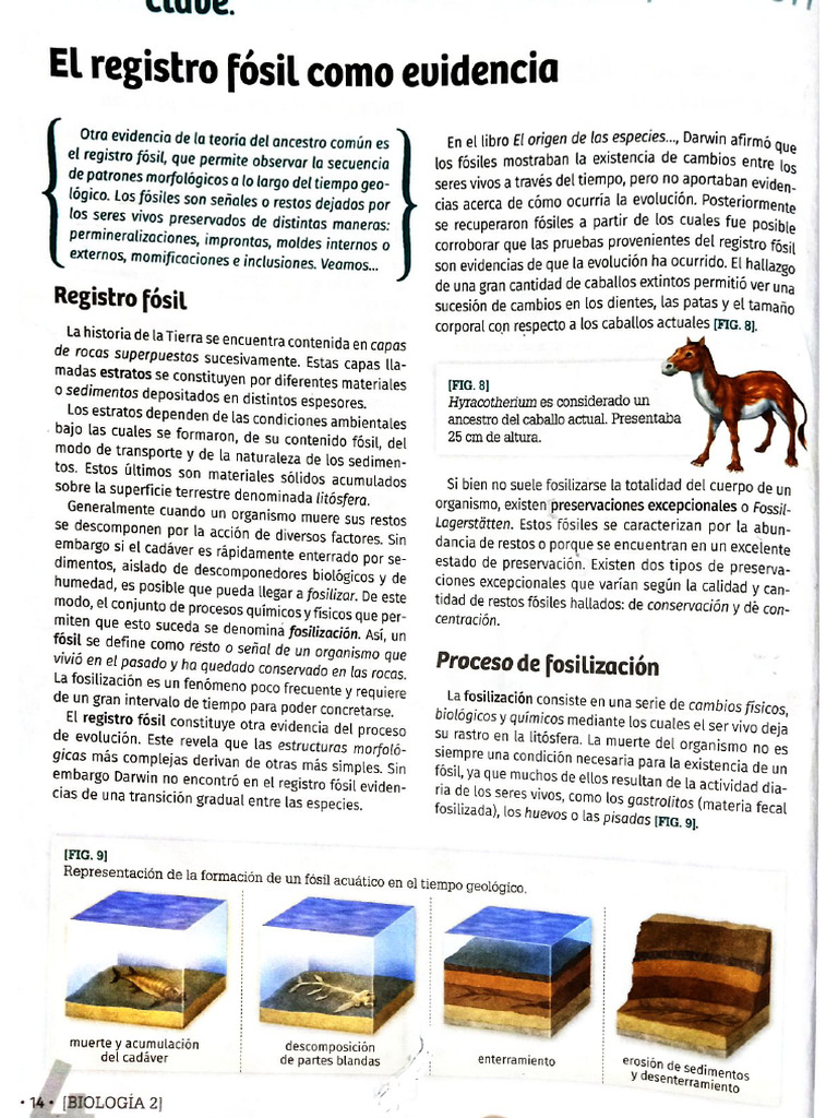 Fósiles | PDF