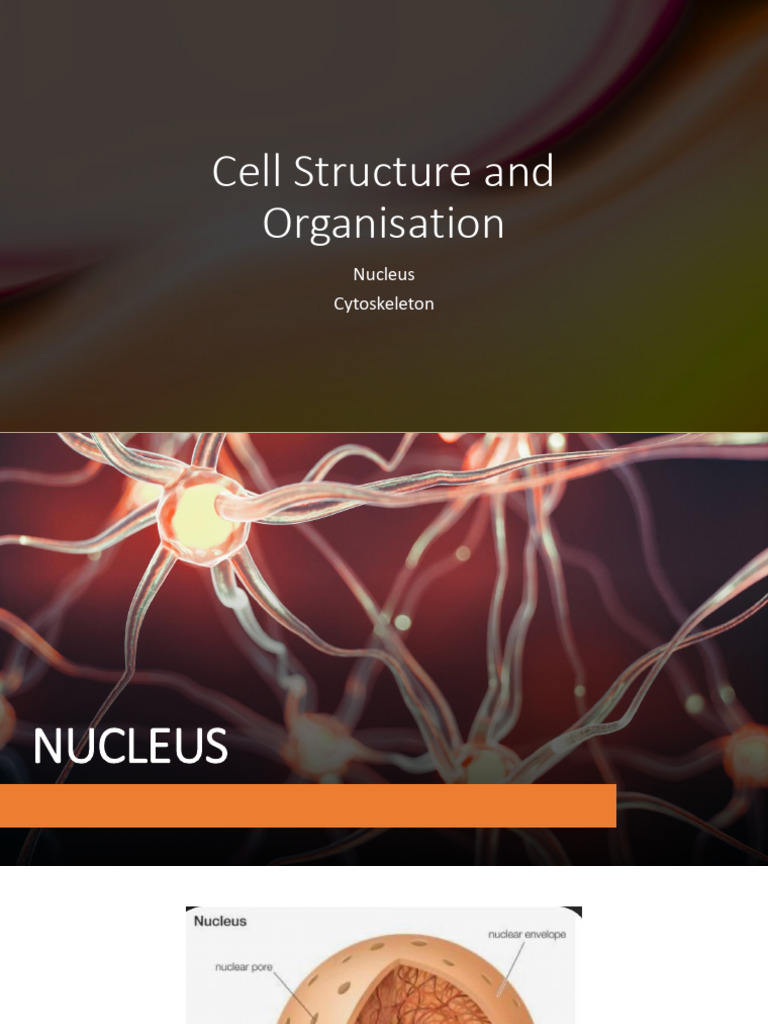 Nucleus and Cytoskeleton | PDF | Cell Nucleus | Chromatin