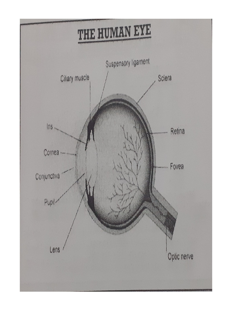 Human eye | PDF