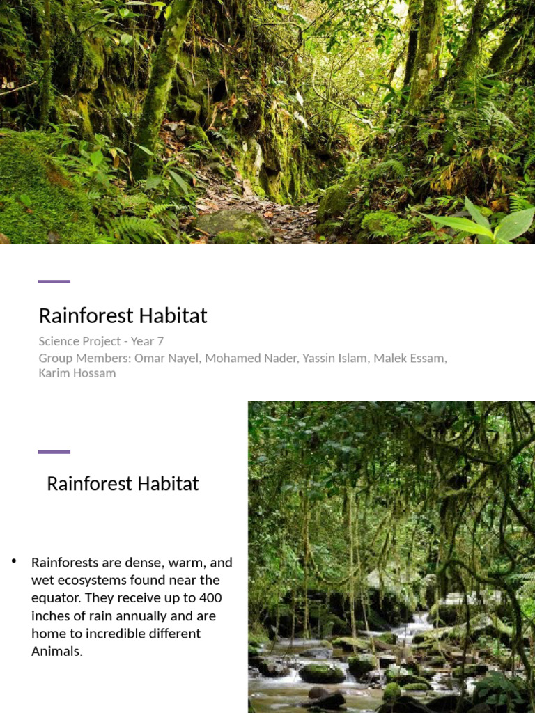 Rainforest Habitat and Species Adaptations | PDF | Rainforest ...