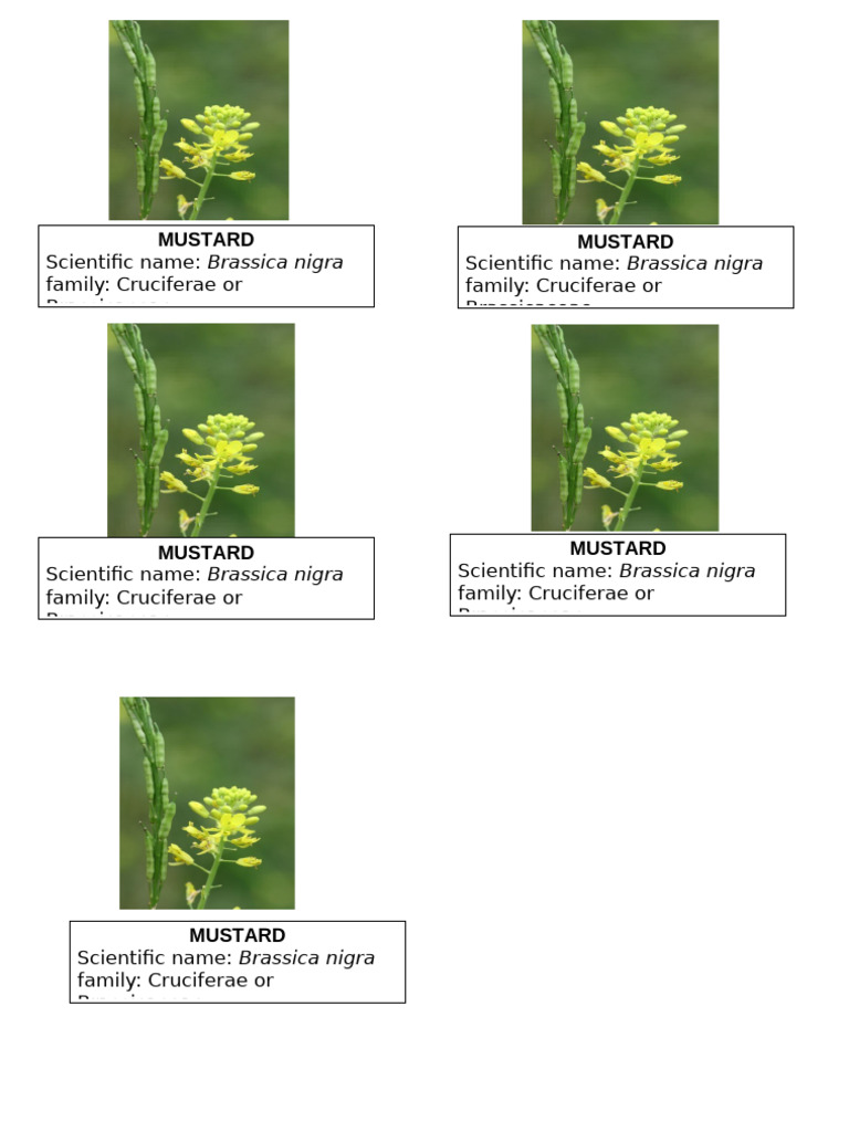 Plant Family Names and Scientific Data | PDF