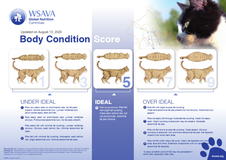Body Condition Score Cat Updated August 2020 | PDF | Abdomen ...