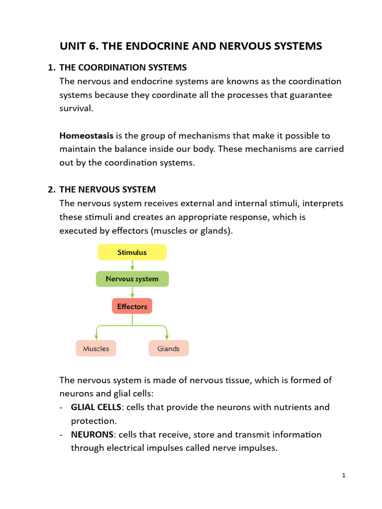 T 6. The Endocrine and Nervous Systems | PDF | Central Nervous System ...