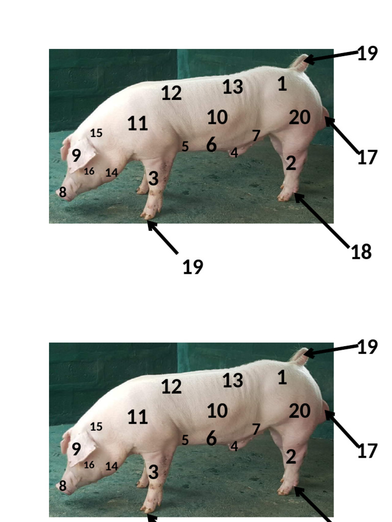 PT External Hog | PDF