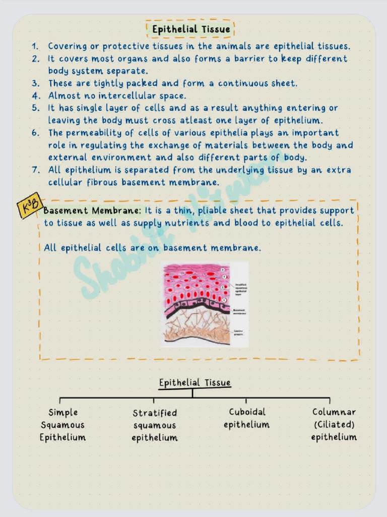 Tissue | PDF | Epithelium | Anatomy