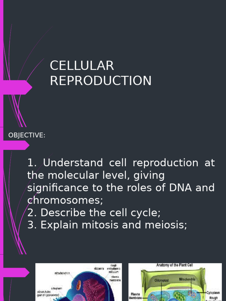Stages of Cell Division | PDF | Meiosis | Mitosis