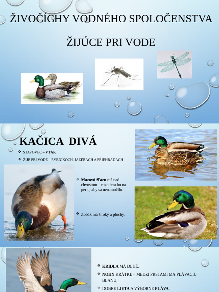 4 Živočíchy Vodného Spoločenstva Žijúce Pri Vode | PDF