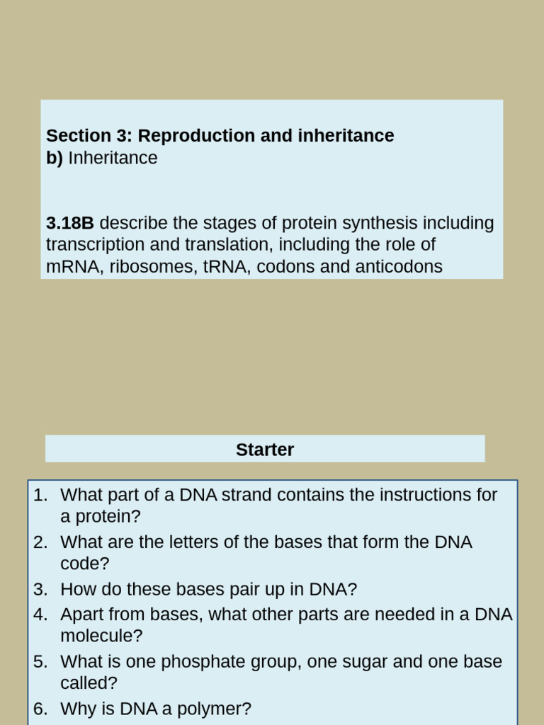 ppt 2 Protein synthesis | PDF | Translation (Biology) | Messenger Rna