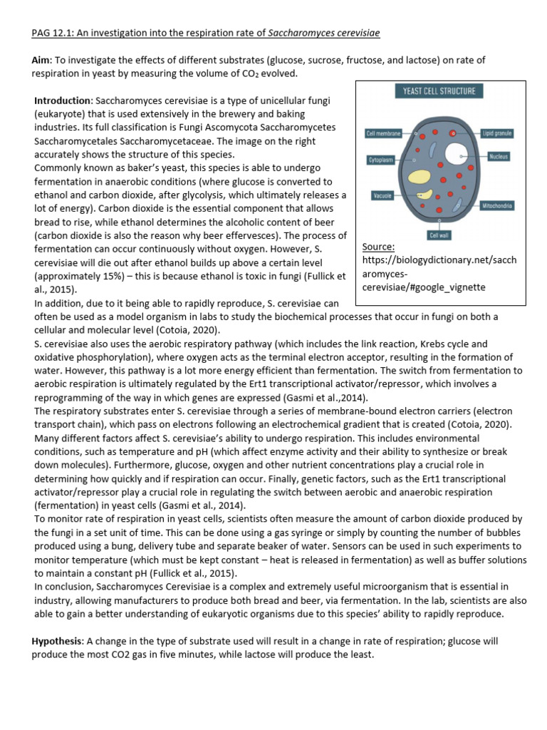 Yeast Respiration Rate Investigation | PDF | Cellular Respiration ...