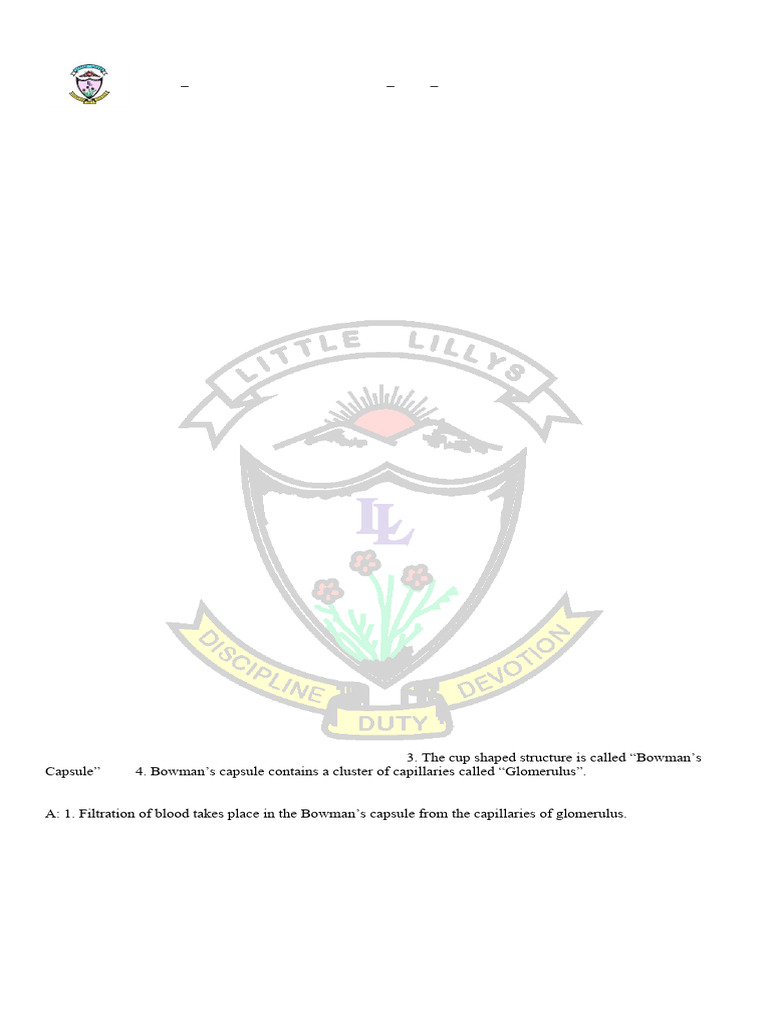 9 Gs Life Process - 4 Excretion | PDF | Kidney | Urinary System