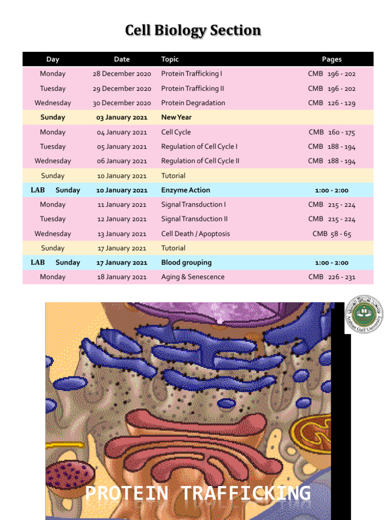 Protein Trafficking and Cell Signaling | PDF | Endoplasmic Reticulum ...