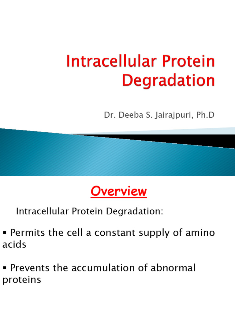 Lecture 2-Intracellular Protein Degradation | PDF | Ubiquitin | Proteasome
