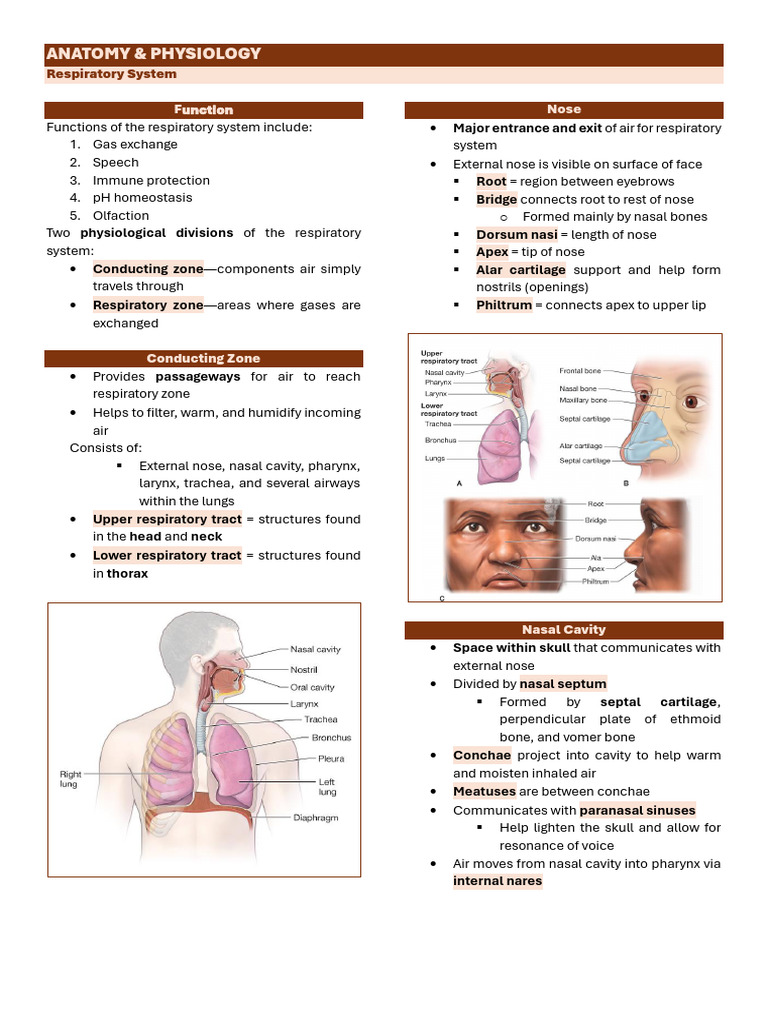 12 Respiratory System Reviewer | PDF | Human Nose | Lung