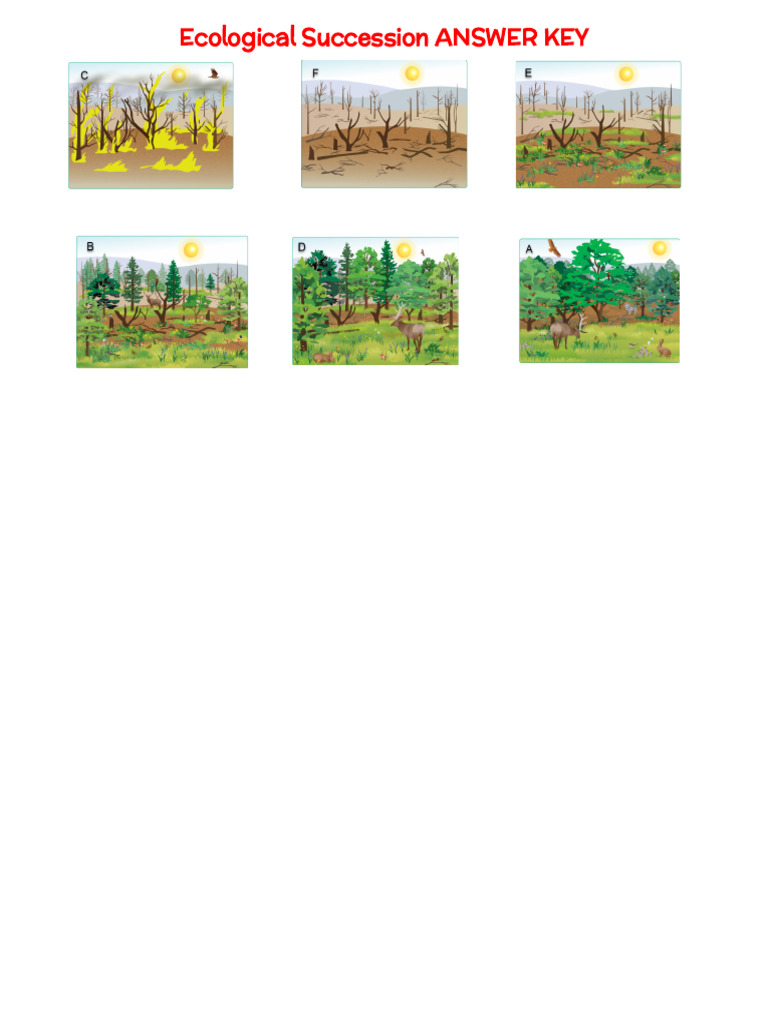 Copy of ANSWER KEY Ecological Succession Pics and Captions | PDF ...
