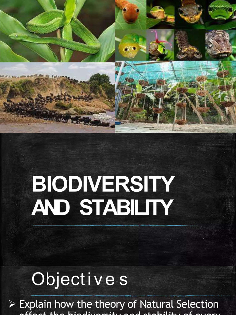 Biodiversity and Stability | PDF