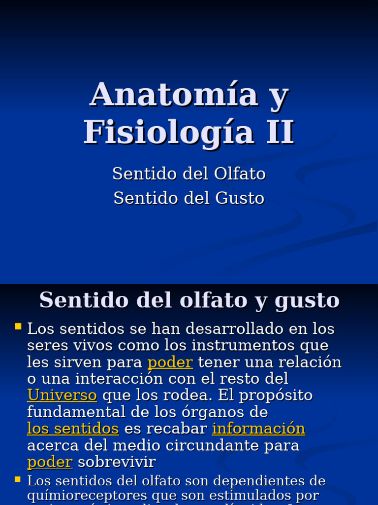 Anatomía del Olfato y Gusto Humano | PDF | Gusto | Sentidos