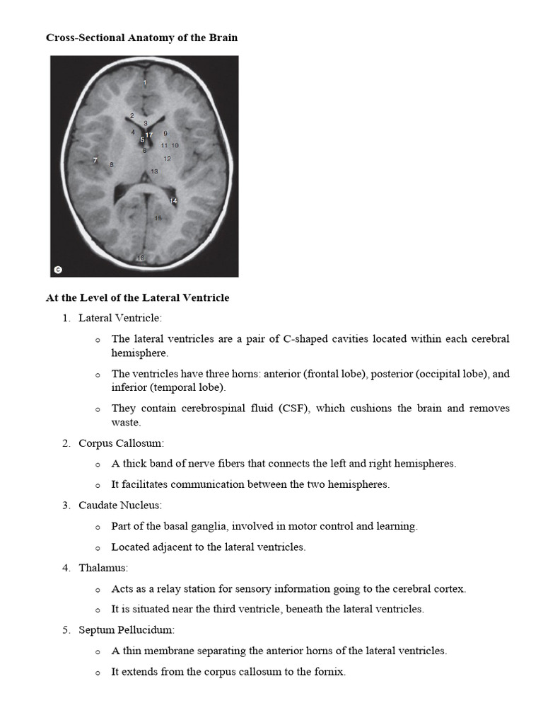 Brain Pdf Brainstem Cerebellum