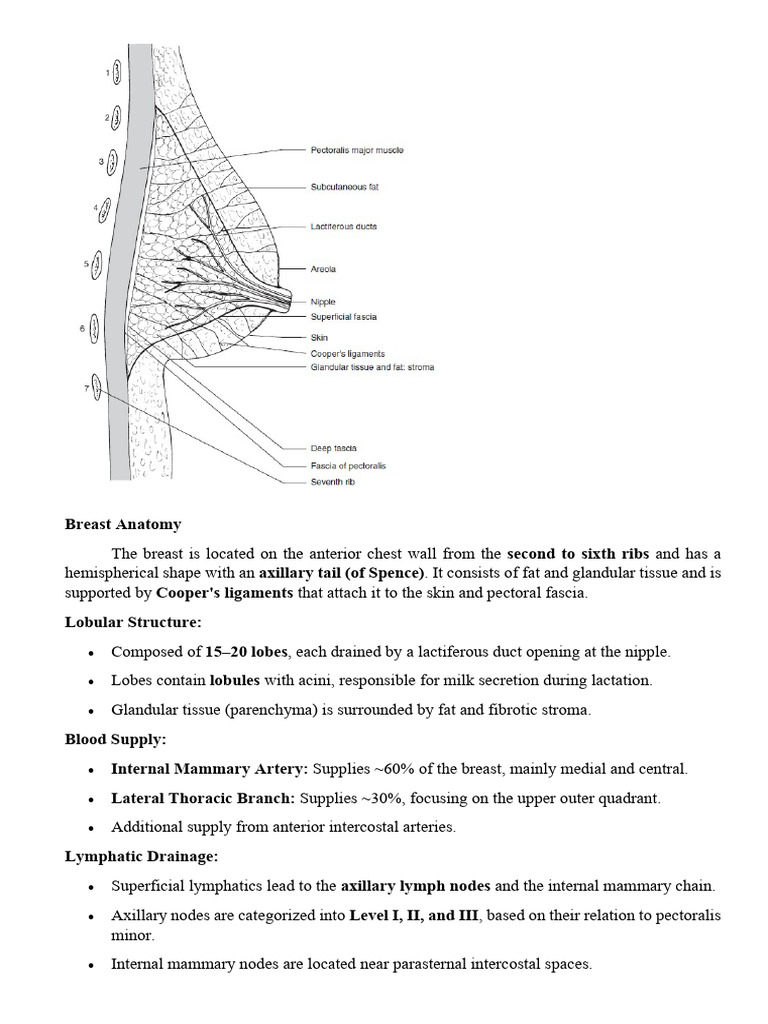 Breast Anatomy and Imaging Techniques | PDF
