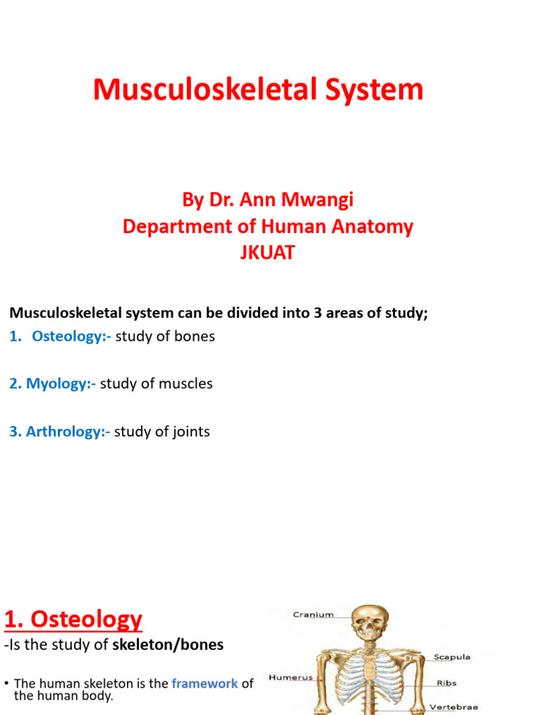 Musculoskeletal System | PDF | Skull | Joint