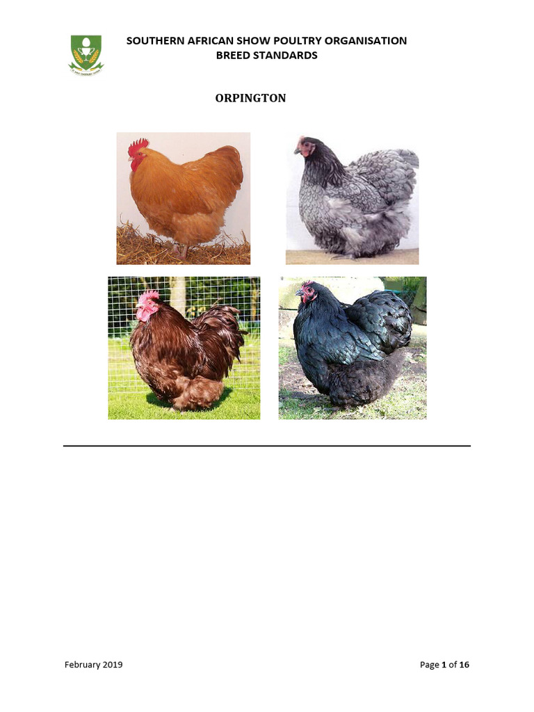 SF-ORPINGTON-E-NT-2 | PDF | Poultry | Birds