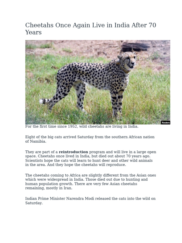Cheetahs Once Again Live in India After 70 Years | PDF | Zoology | Biology