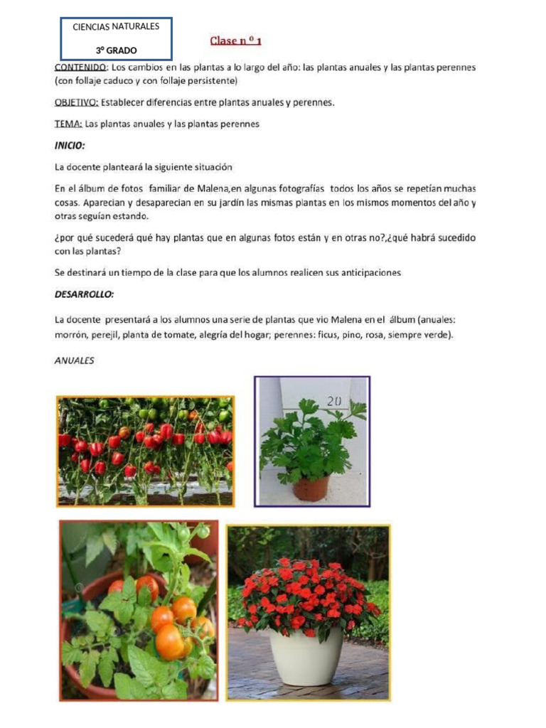CS. NAT. - Las Plantas Tercero | PDF