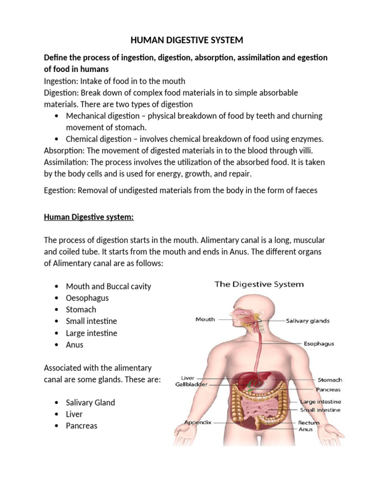 Human Digestive System Explained | PDF | Digestion | Stomach