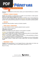 Anatomía de los conductos pancreáticos | PDF | Páncreas | Digestión