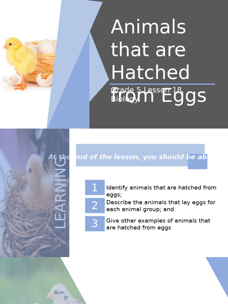 Grade 5 Lesson 18 Animals That Are Hatched From Eggs Sent | PDF