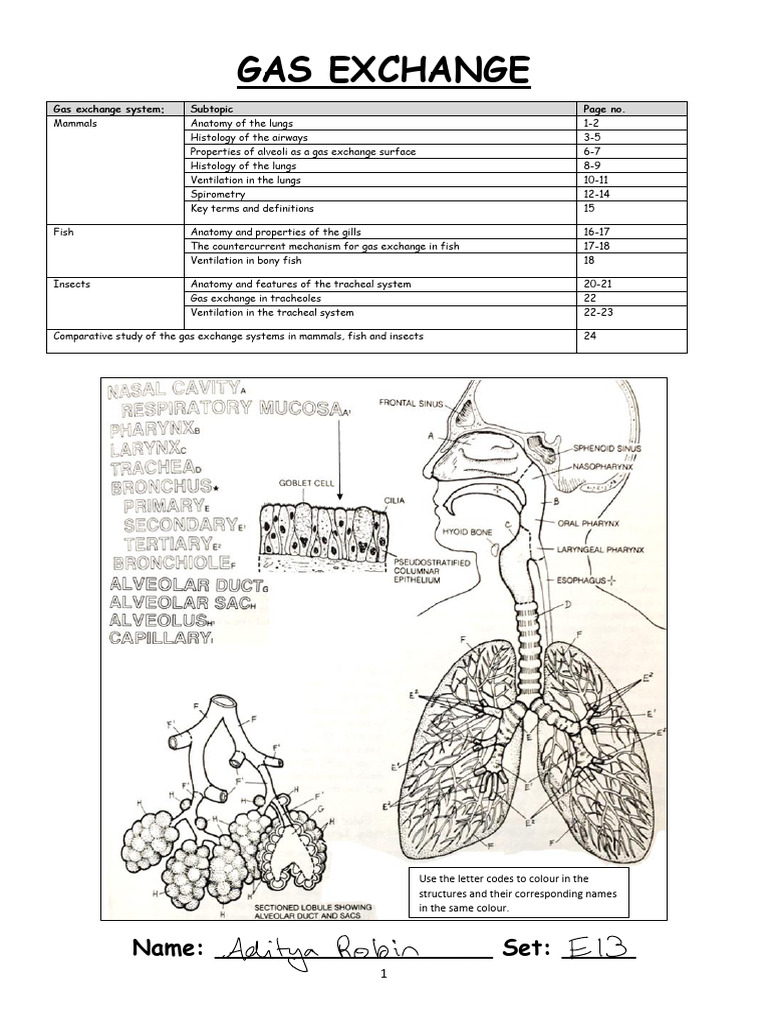 Gas Exchange Systems in Mammals, Fish, Insects | PDF | Lung | Gill