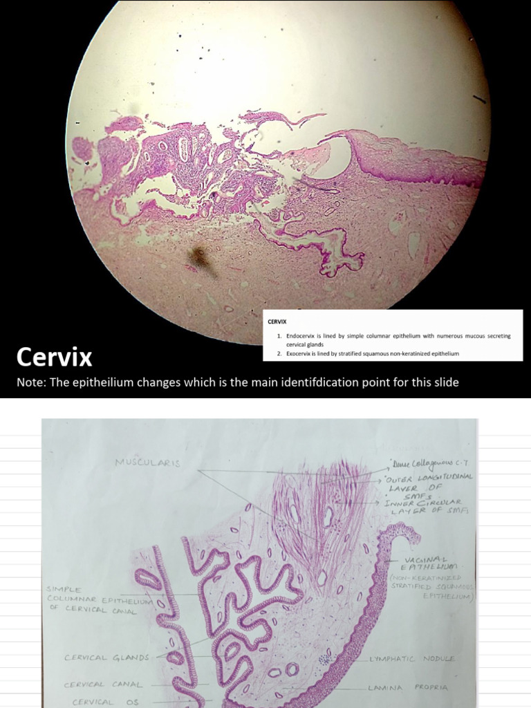 Histo Practical BV | PDF