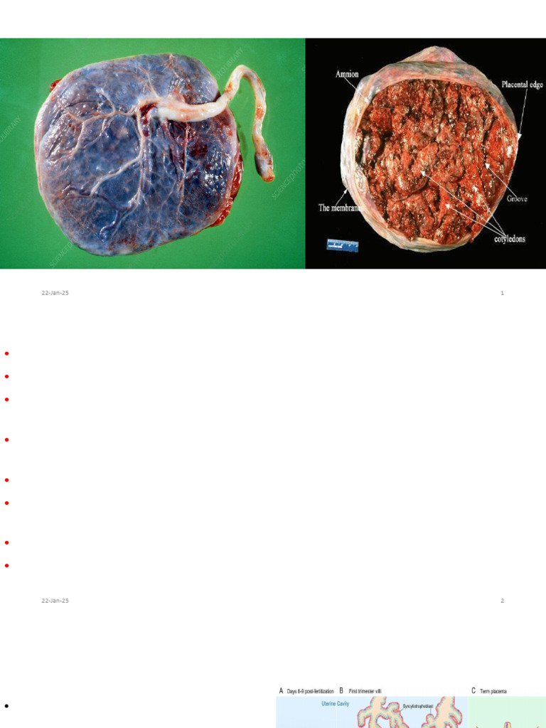 Development of Placenta | PDF | Placenta | Fetus