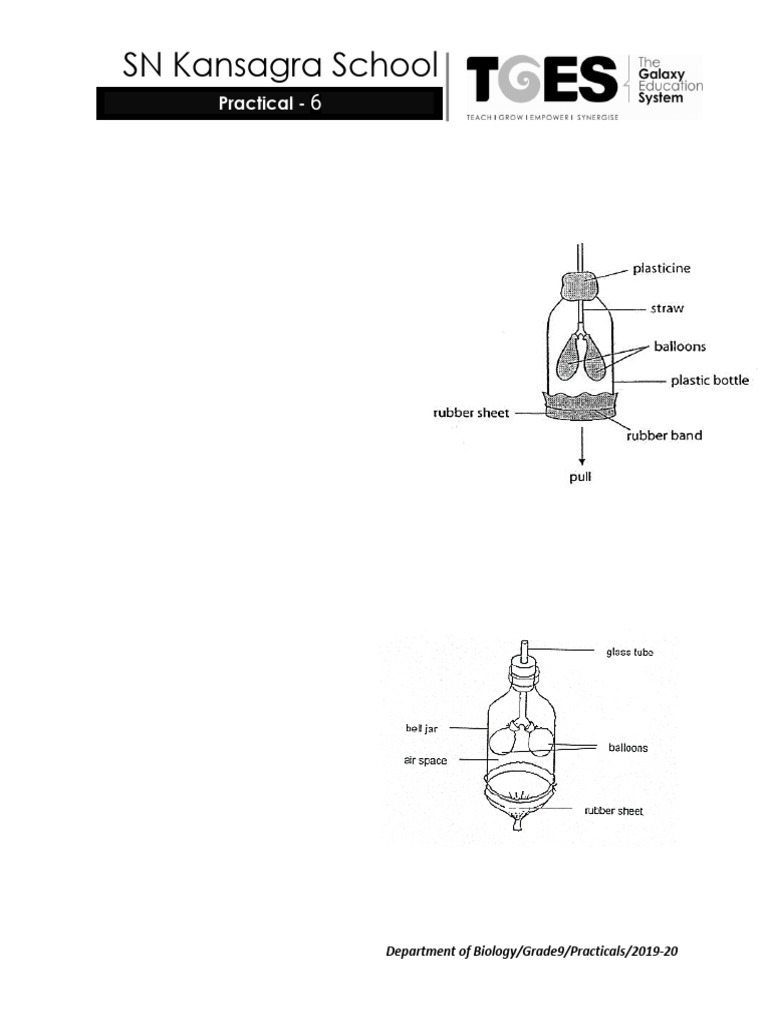 Practical 6 - Model To Demonstrate Action of Diaphragm | PDF
