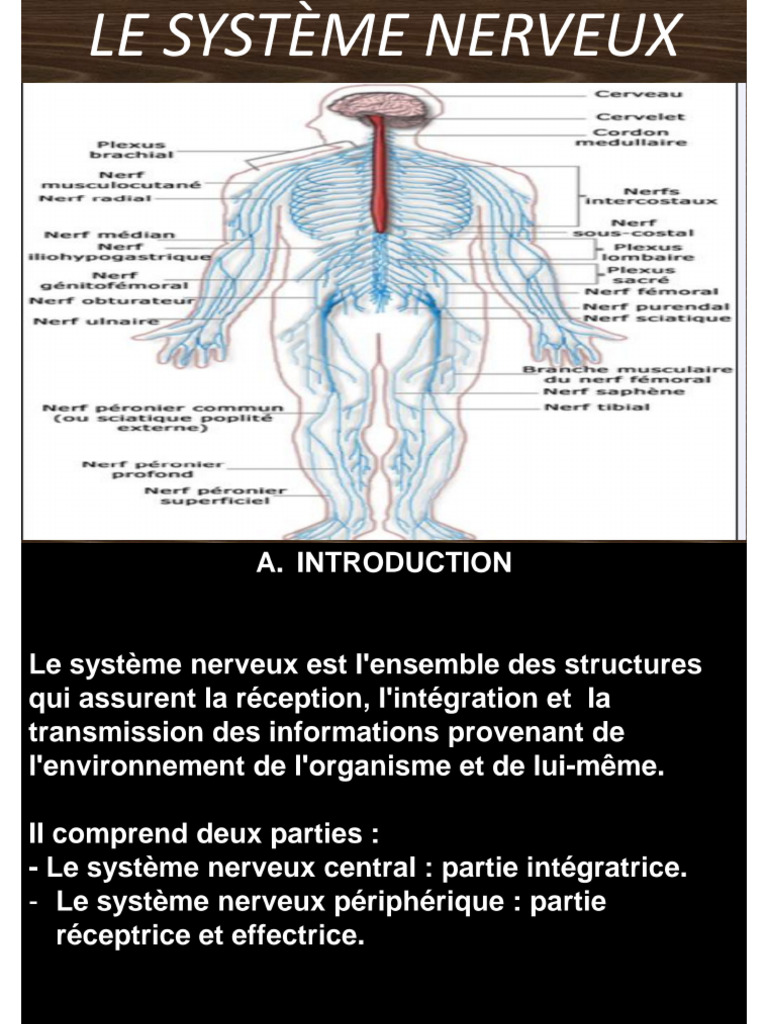 Systeme Nerveux | PDF