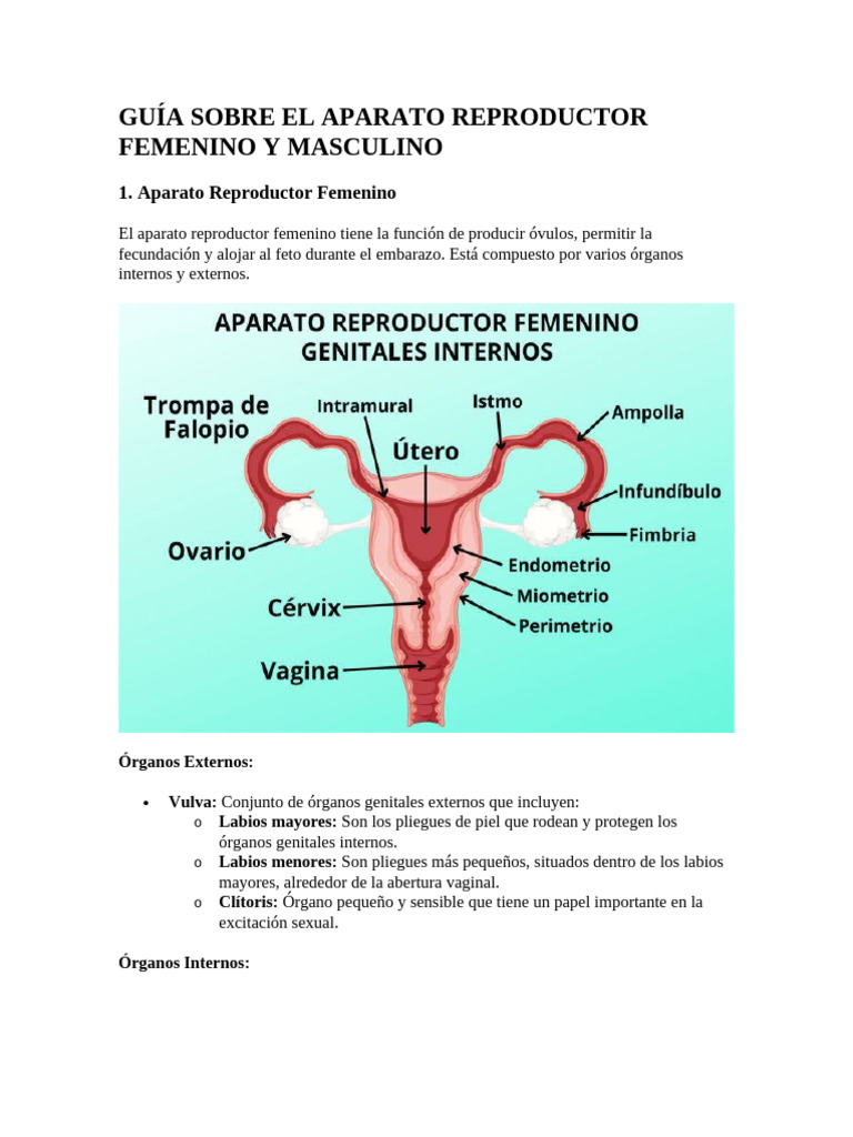 Guía Completa del Sistema Reproductor | PDF | Sistema reproductivo | Útero