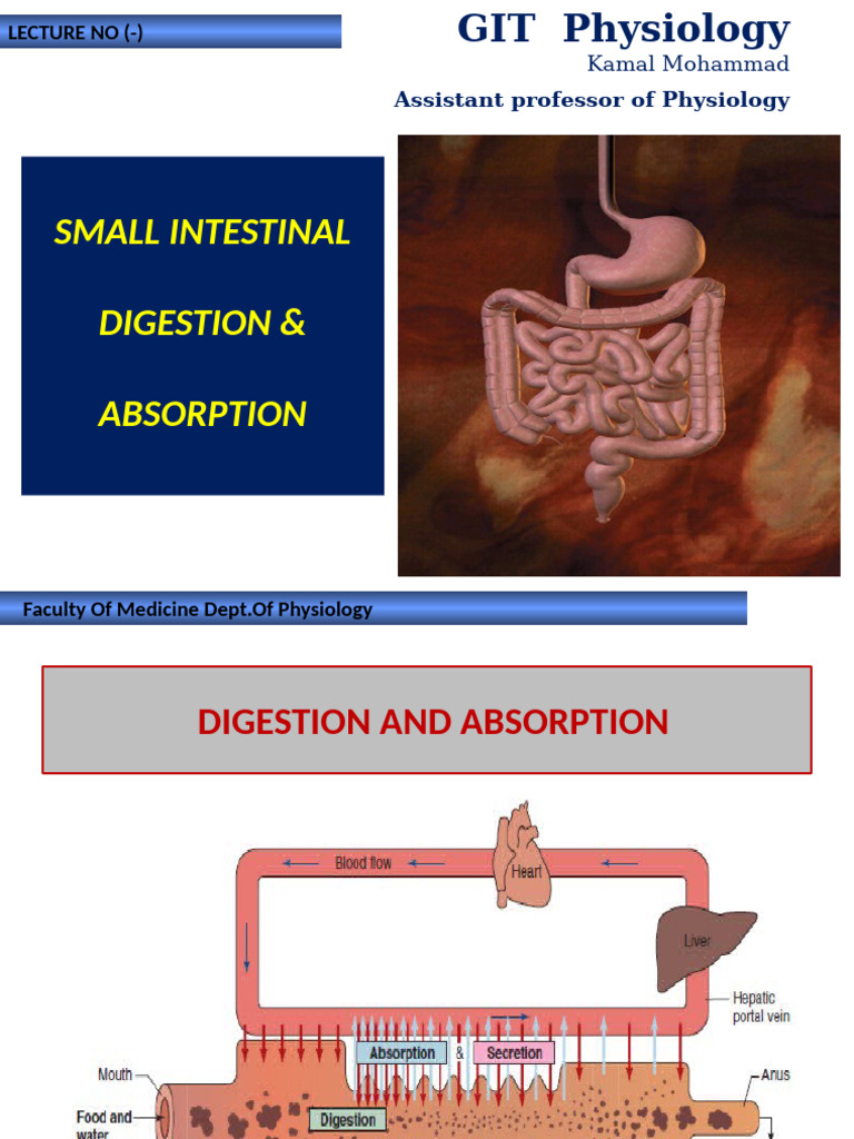 Small Intestinal Digestion & Absorption | PDF | Digestion | Small Intestine
