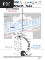 Estructura y Función de la Neurona | PDF | Neurona | Axon