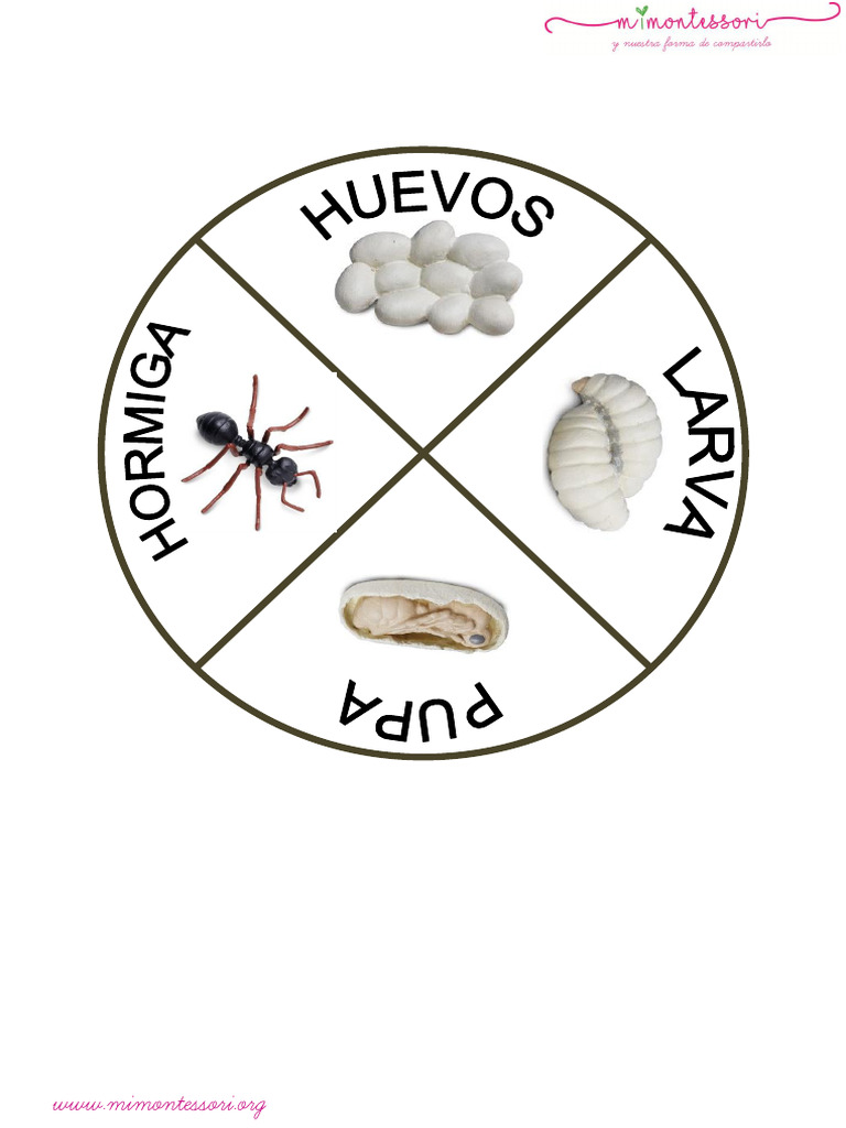 Ciclo de La Vida de Una Hormiga Letra Mayc3bascula | PDF