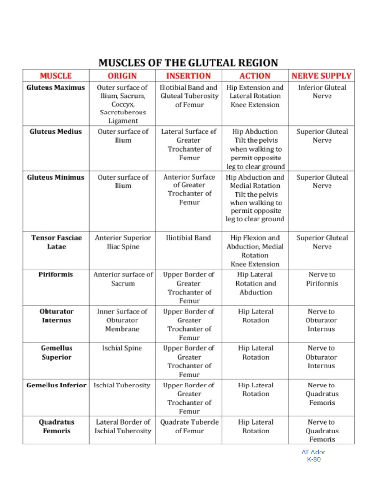 Muscles of Lower Limb | PDF