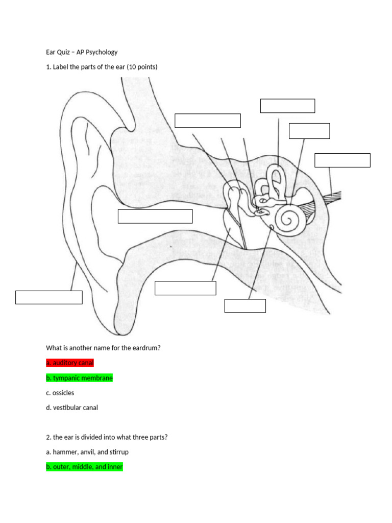 Ear Anatomy and Function Quiz | PDF