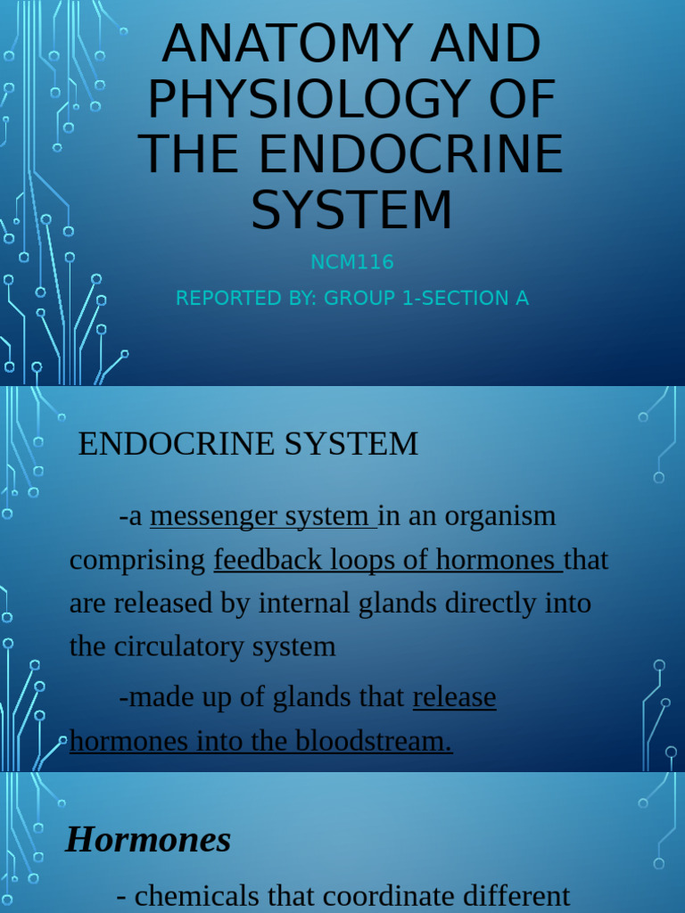 Group 1 Anatomy and Physiology of The Endocrine System | PDF ...