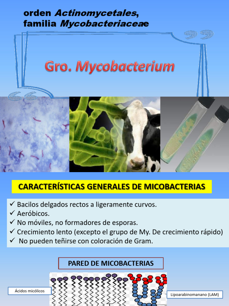 Gro. MYCOBACTERIUM. Micro 3070. 2023 Fran 132188922727 | PDF ...