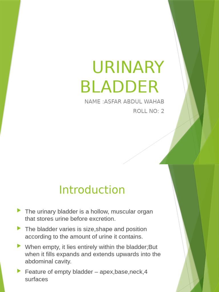 Urinary Bladder Anatomy and Functions | PDF | Human Anatomy | Urology